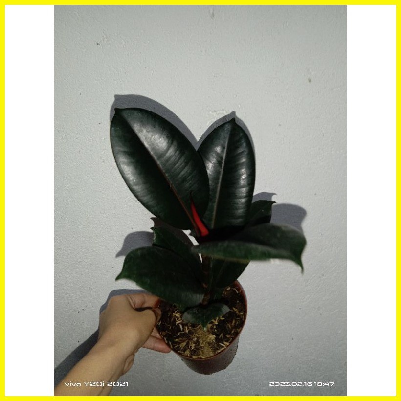 Black Prince Rubber Tree: Very Dark Green Glossy Leaves, the Pinnacle ...