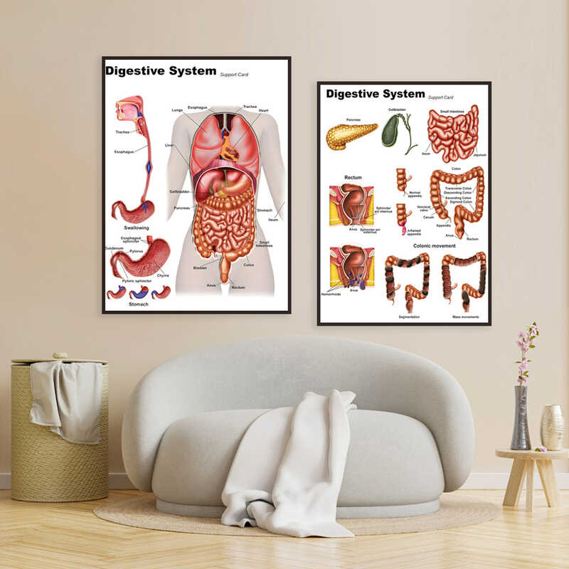 Digestive System And Colon Model Anatomical Diagram, Stoh Anatomy Art ...