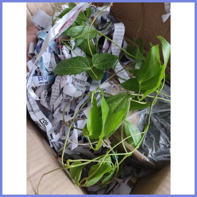 【Fast Delivery】 JADE VINE "TAYABAK" (Strongylodon macrobotrys) | Shopee ...