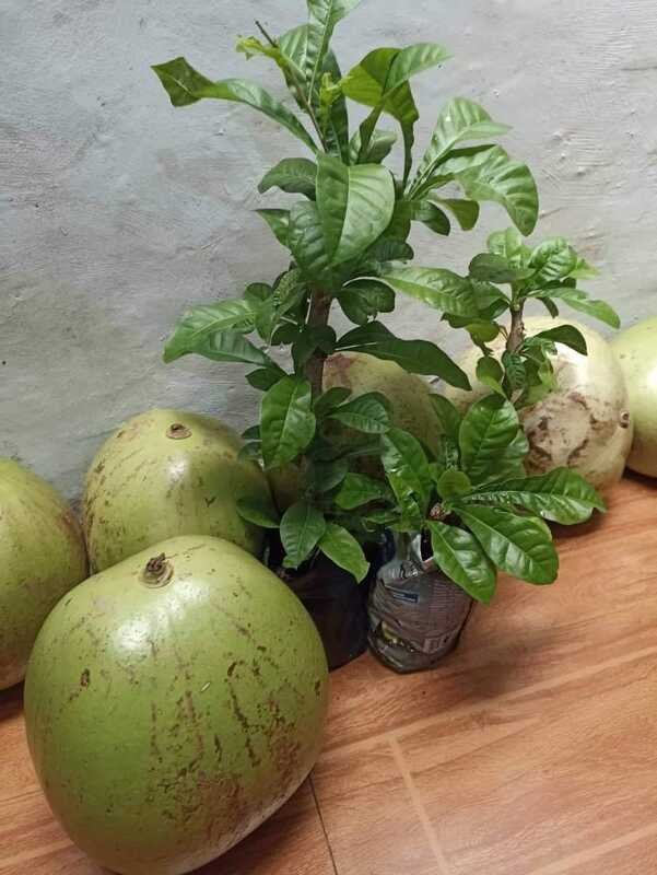 MIRACLE Fruit/Calabash/Prutas | Shopee Philippines