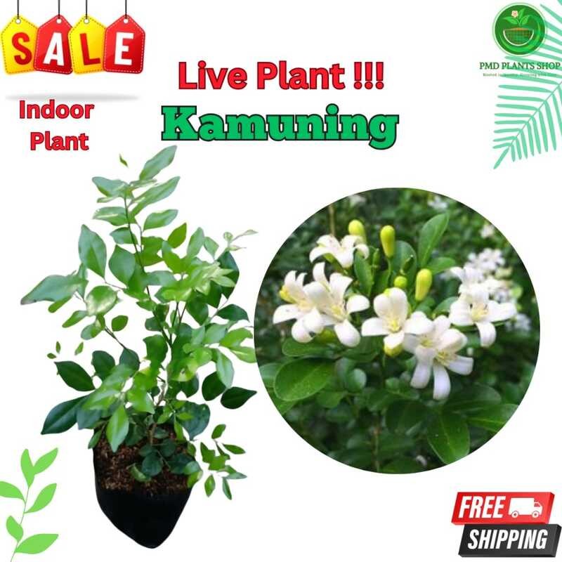 Live Kamuning (Murraya Paniculata), Also Known As Orange Jasmine Is A ...