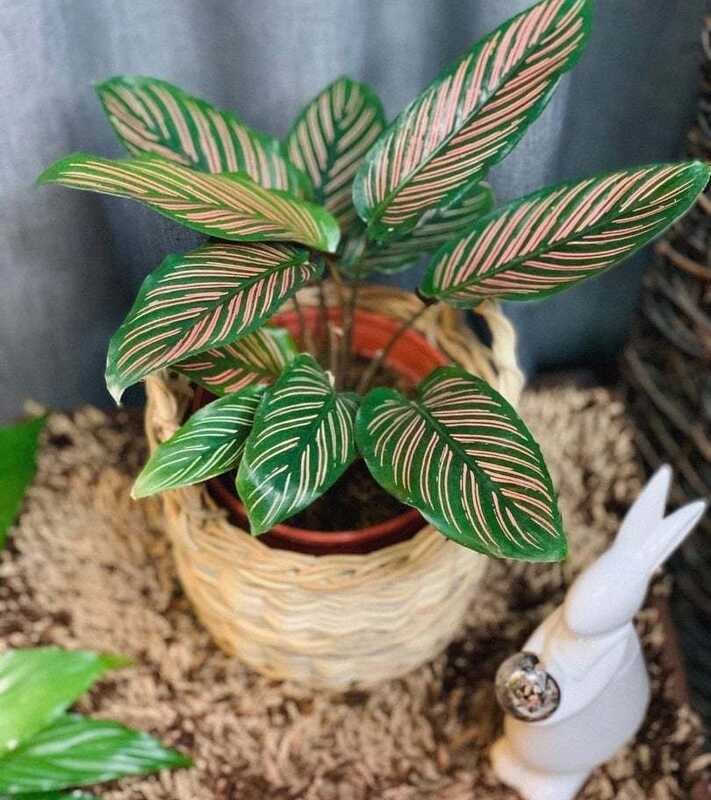 Calathea Pinstripe Philodendron Red Congo With FREE Plastic Pot And ...