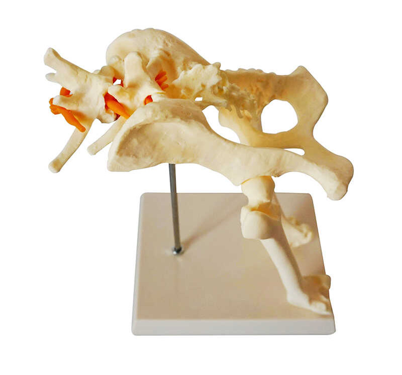 Dog Hip Model Skeleton Bone Animal Teaching Tool | Shopee Philippines