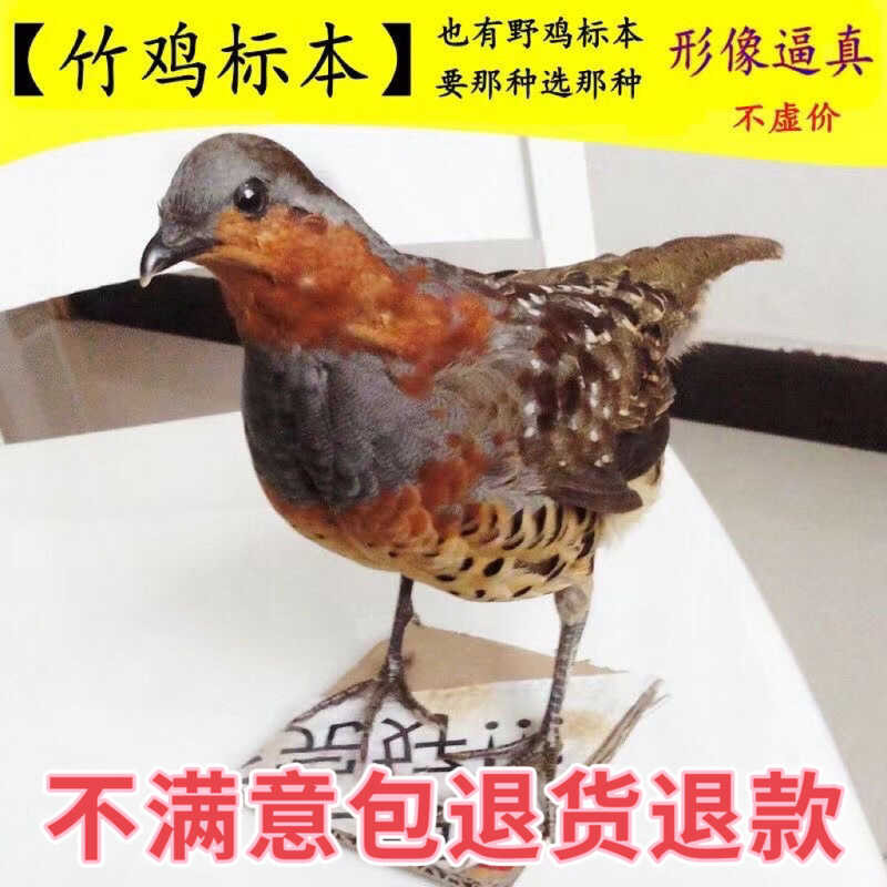 Discounted bamboo chicken model specimen simulation bamboo chicken ...
