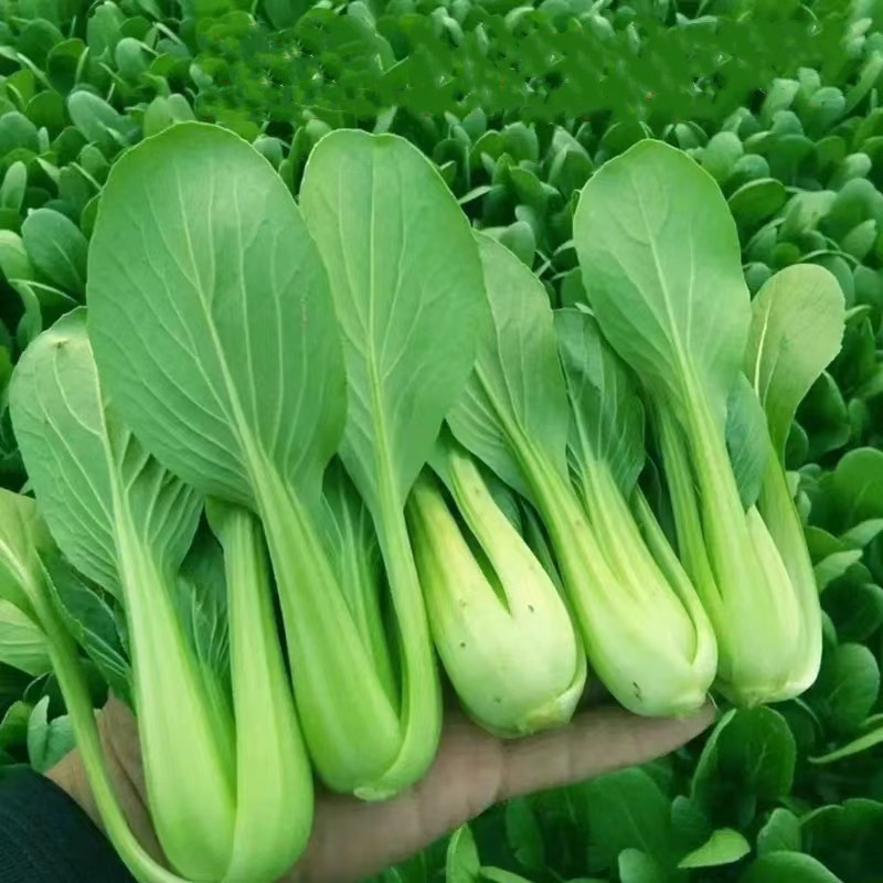 (500 SEEDS/PACK) CHINESE PECHAY/PAKCHOI SEEDS/CHOY F1/PAK-CHOY/FOR ...