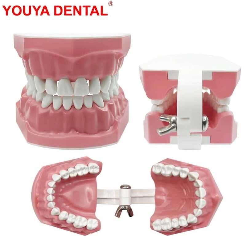 Yy Modelo Dental Ching Ng Plastic Teeth Doctor Patient Communiion ...