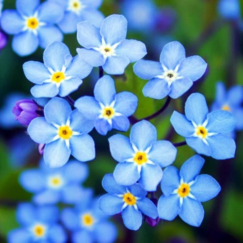 Forget Not Grass Seeds, Perennial Roots, Flower Forget Me Easy To Plant ...