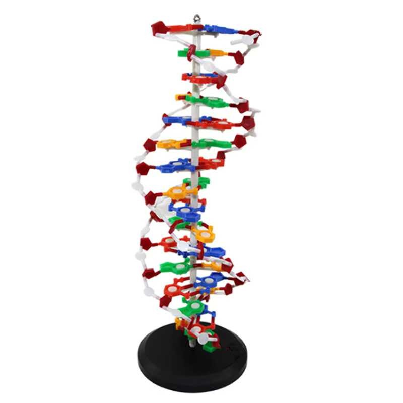 Ching Model/Biological Medical Biological Double Helix Dna Structure ...