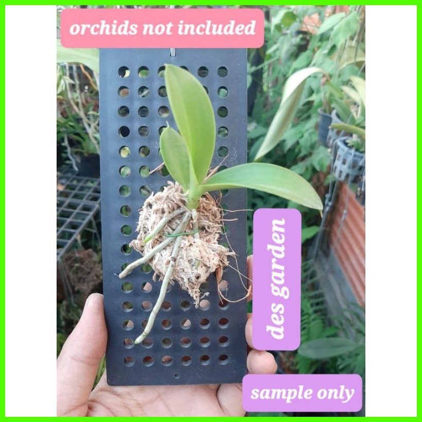 ∱ Hanging slab PVC Mounting Grid l HINDI NABUBULOK I for orchids ferns ...