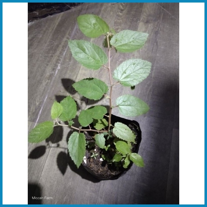 aratilis | seresa| seralis| aratiles| alatires | Shopee Philippines