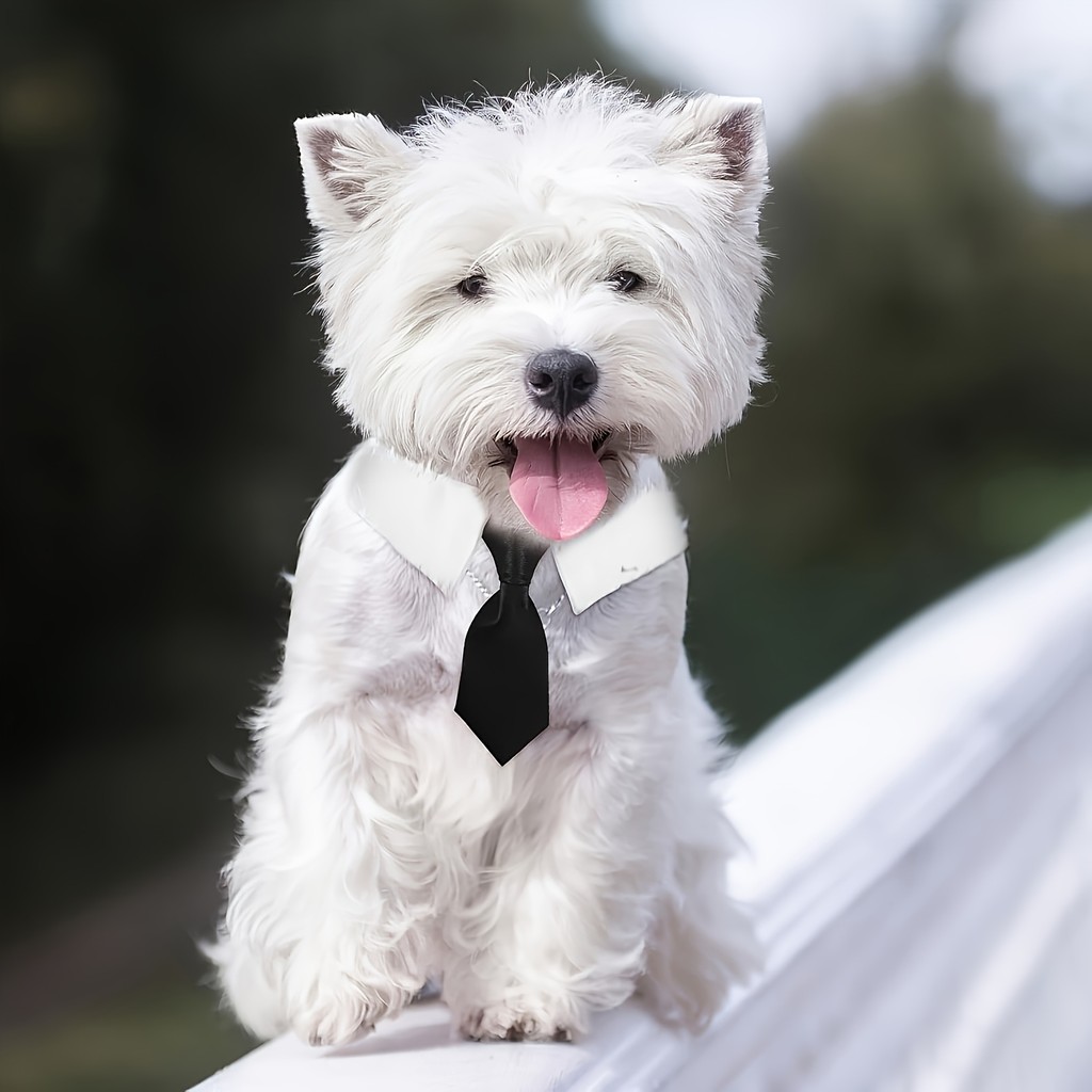 2pcs Cat Bow Tie Black Cat Bow Tie Collar Dog Cute Bow Tie Cat Collar ...