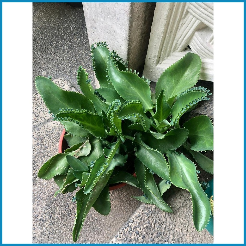 Katakataka Kalanchoe pinnata plant | Shopee Philippines
