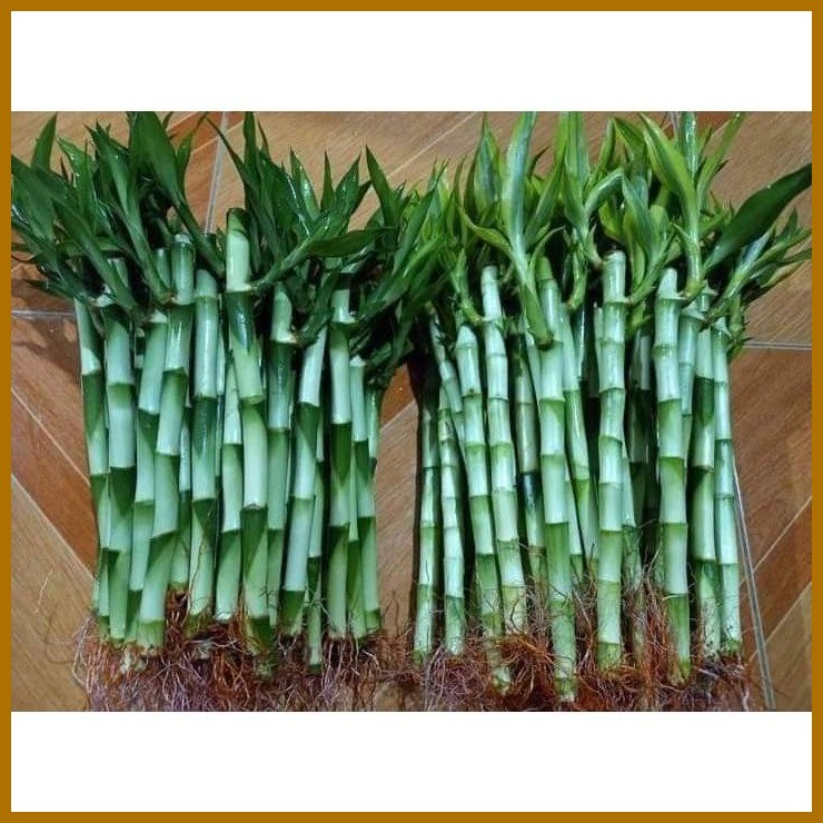 10 PCS Lucky Bamboo per piece for wealth and good luck / Live Plant ...