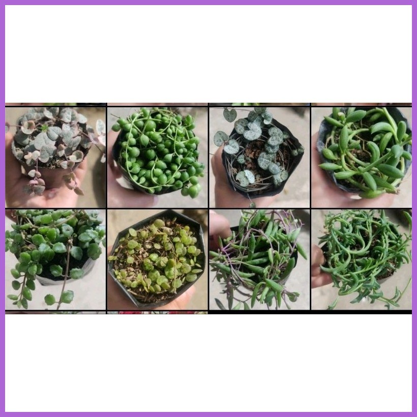 string varieties (string of heart, string of pearl,string of bananas ...