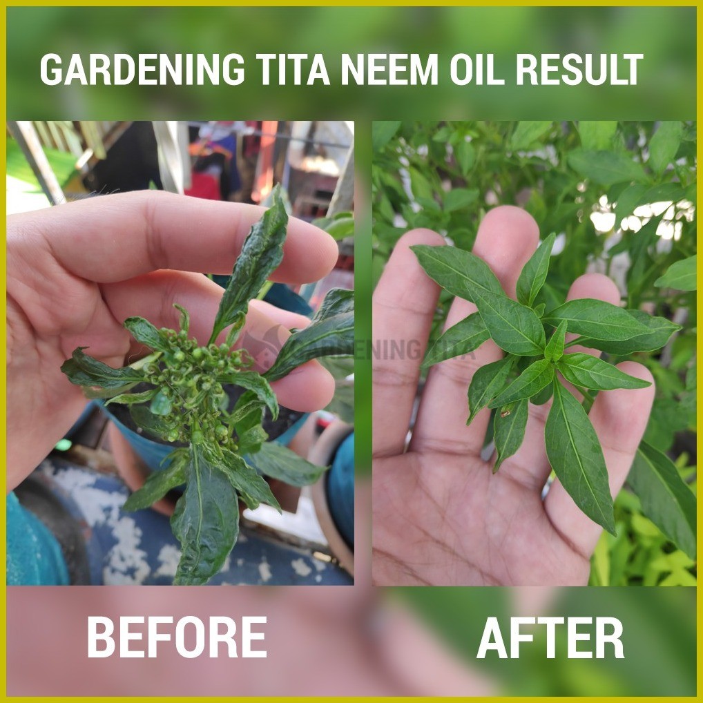 ∆ Pure Cold Pressed Neem Oil - Organic Pesticide / Insecticide ...