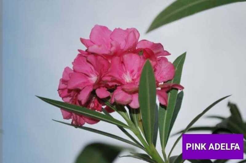 Pink Adelfa Live Plant I Fully Rooted With Flowers 9D | Shopee Philippines
