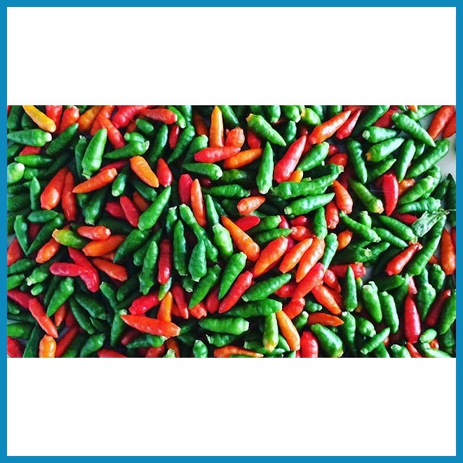 (100 SEEDS) SILING DEMONYO/NATIVE SILI/SUPER HOT/FOR PLANTING | Shopee ...