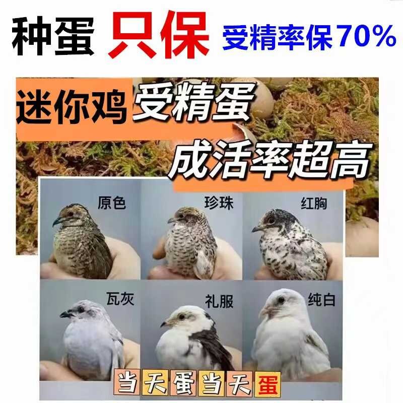 Rutin Chicken Seed Egg Hatching Rutin Chicken Rooster Fresh Egg Fall ...