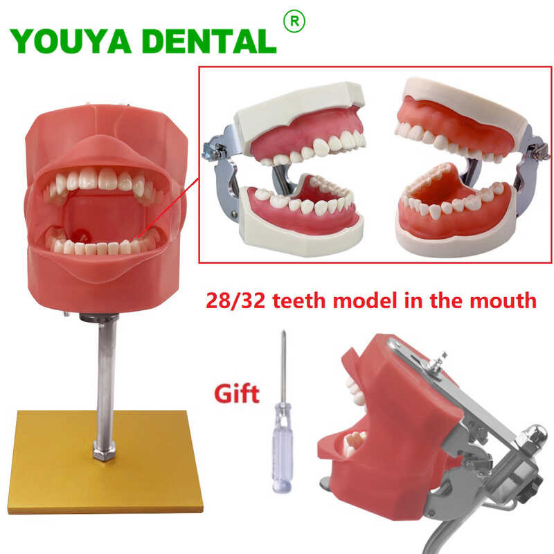 Dental Phantom Head Model With 28/32 Replacement Teeth Dentistry ...