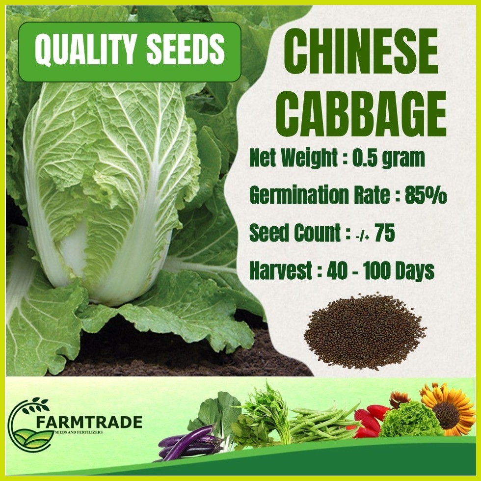 CHINESE CABBAGE / PECHAY BAGUIO SEEDS (75 seeds) | Shopee Philippines