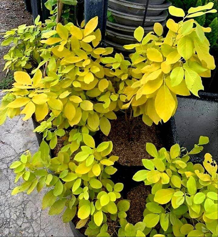 LGM Desmodium Golden legume seedlings | Shopee Philippines