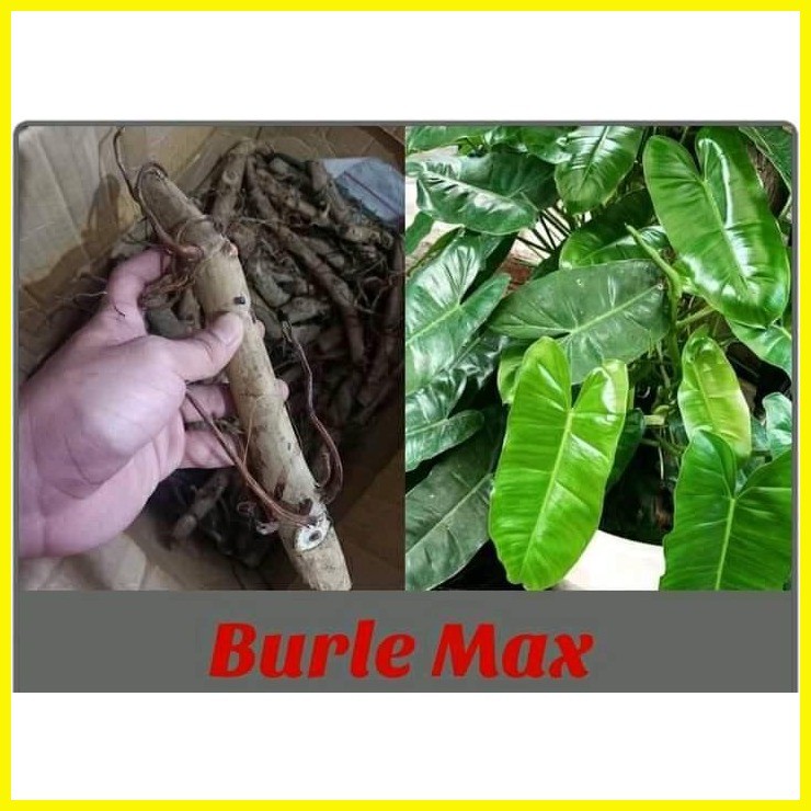 Philodendron Burle Marx Cutting/Node 2 to 4 inches (1 Pc) | Shopee ...