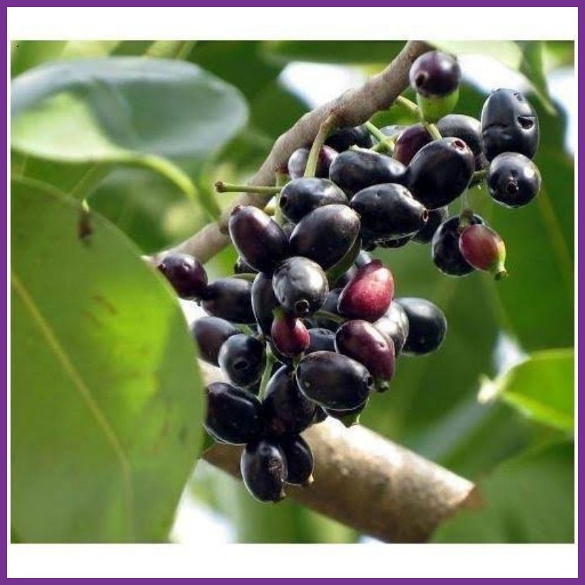 🟧🟧 Java Plum (Duhat) Cuttings/Sanga Per Piece | Shopee Philippines