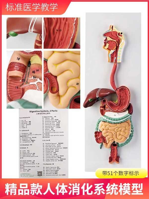 Tt Modelo Sangkatauhan Na System Ang Bahagi Ng Digestive Tract ...