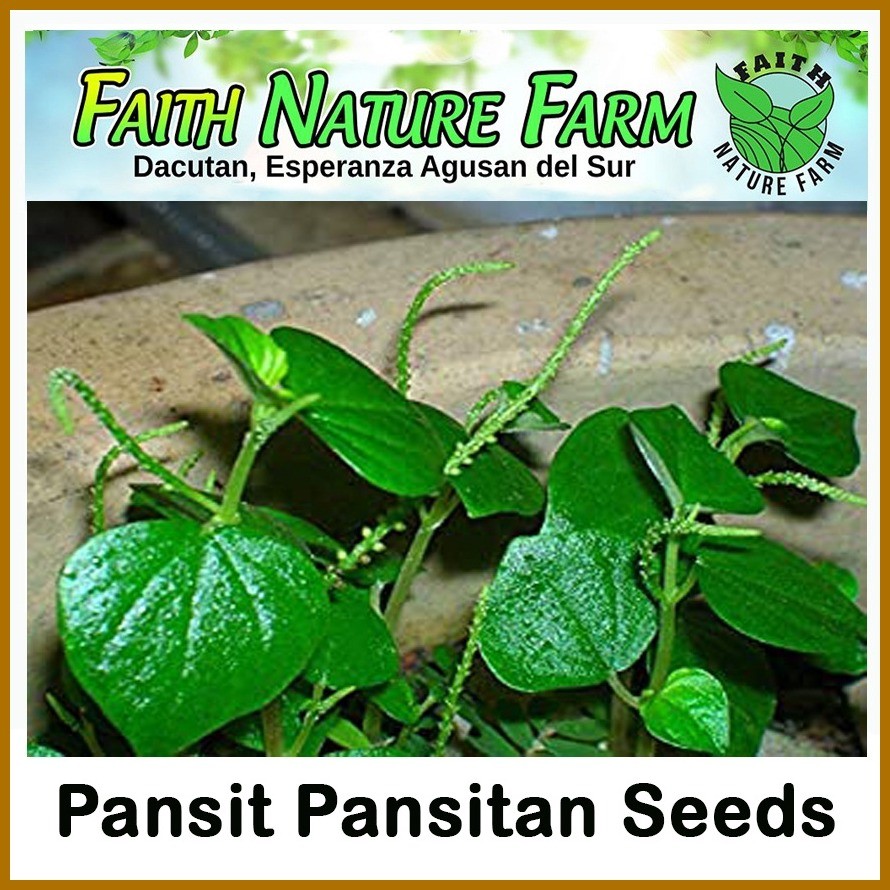 Pansit Pansitan Plant Seeds ( approximately 50 seeds ) | Shopee Philippines