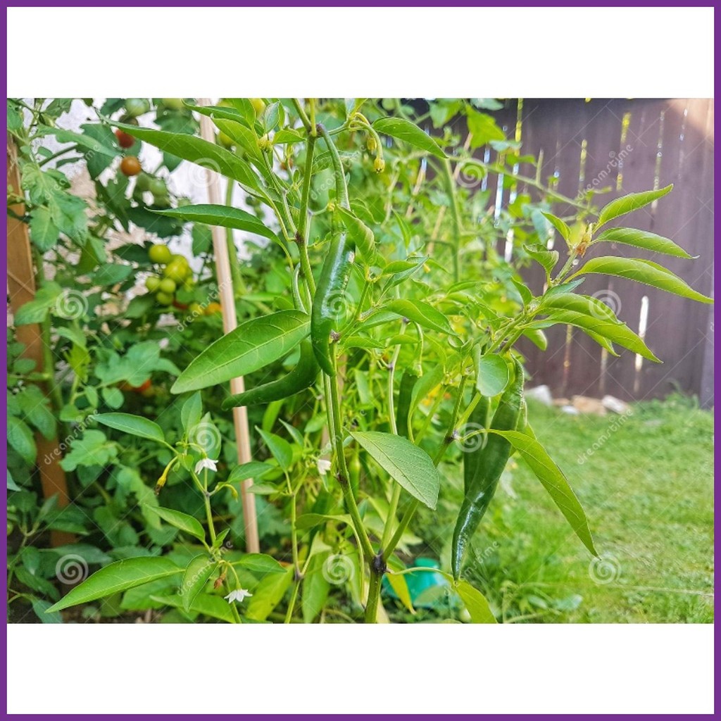 ⭐⭐ siling haba / green pepper seeds - 25pesos per pack - condor plant ...