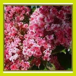 ↑ ═ crepe myrtle flower tree seeds mixed colors melendres lagerstroemia ...