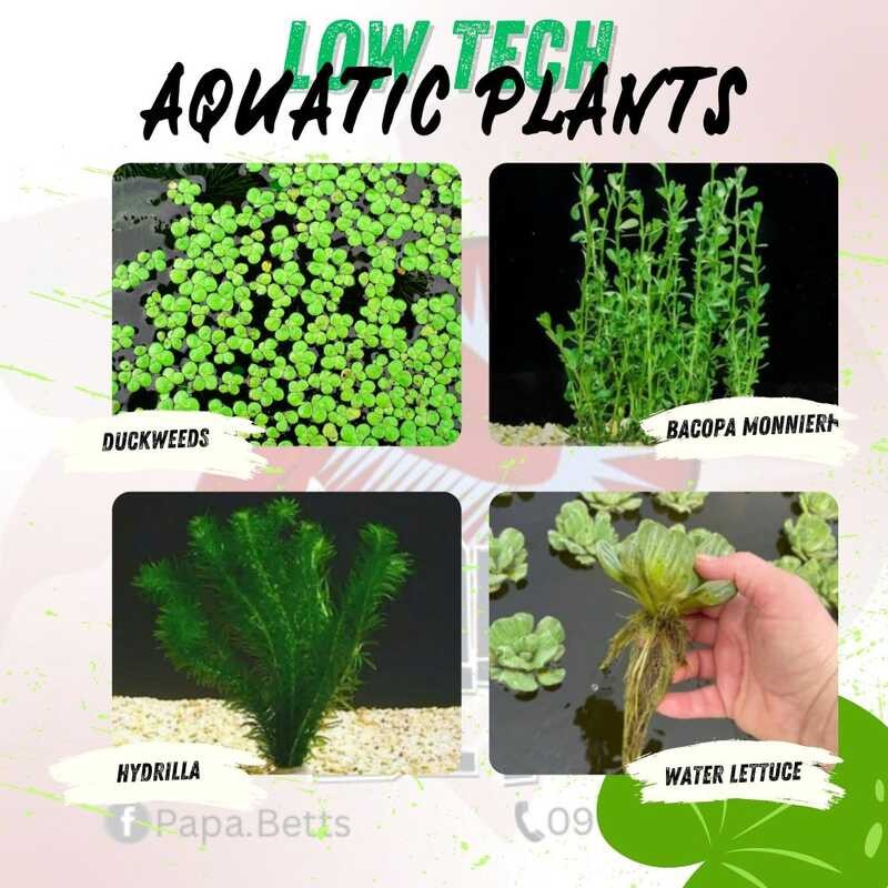 215 E26 Low Tech Aquatic Plants Set - Duckweed, Bacopa Monnieri ...
