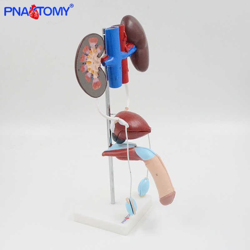 Life Size Male Urinary System Model Bladder Artery And Vein Anatomy ...