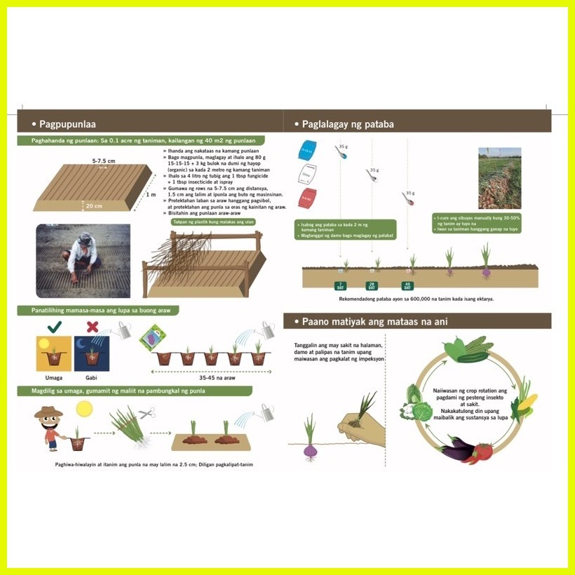 Onion Red Creole Seeds 300 seeds Sibuyas Binhi | Shopee Philippines