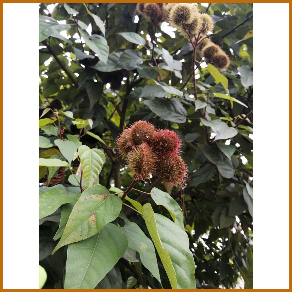 Achuete Plant Seeds / Annatto ( approx 15 seeds ) | Shopee Philippines