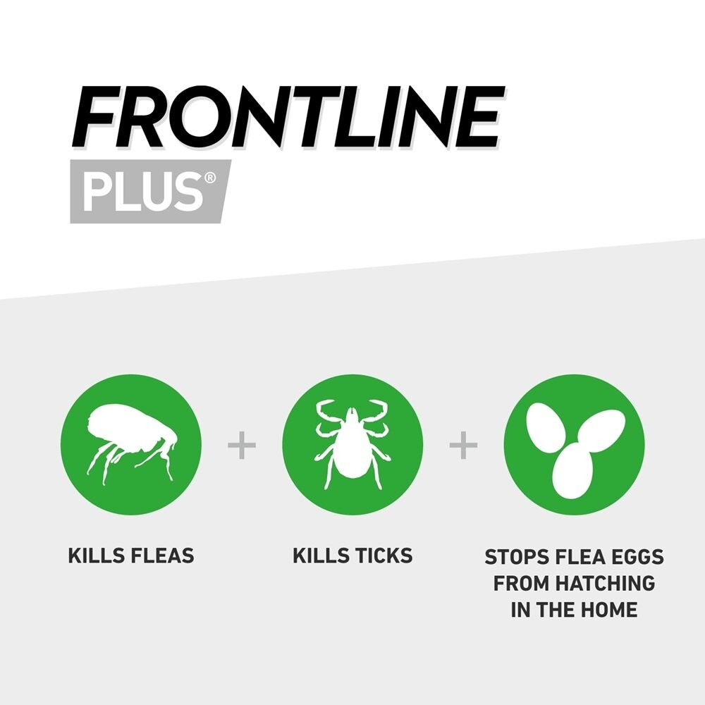 Frontline Plus for Cats Spot On Flea Tick Lice Treatment Anti-Itching ...