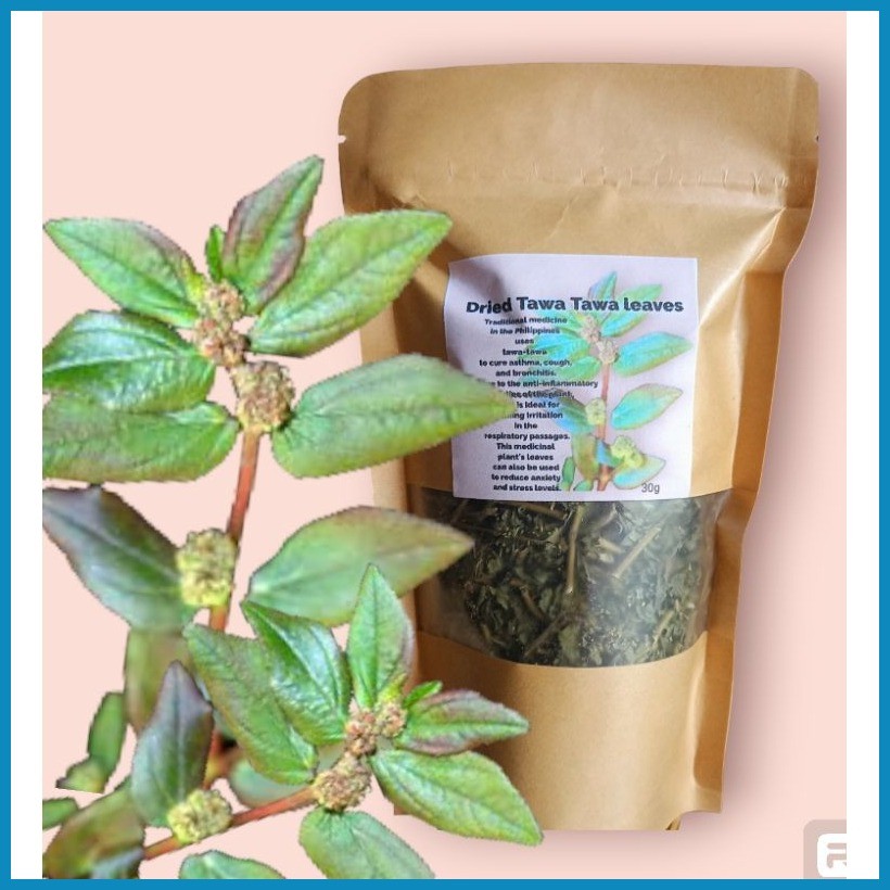 DRIED DEHYDRATED TAWA TAWA LEAVES 30g | Shopee Philippines