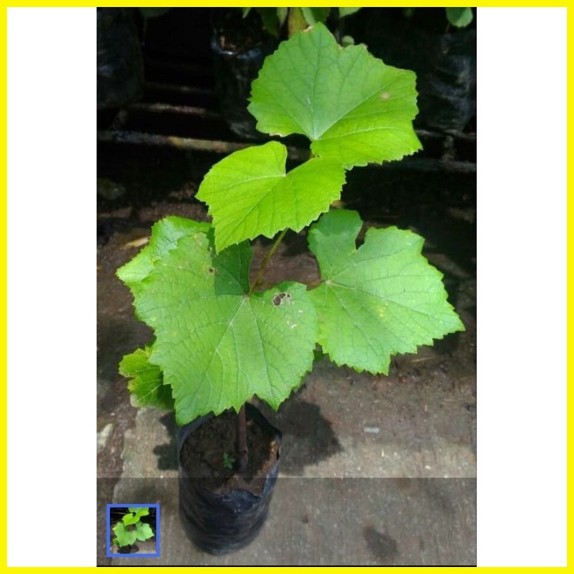 RED CARDINAL GRAPES Gamot sa cancer pwde sa paso my dahon at ugat na ...