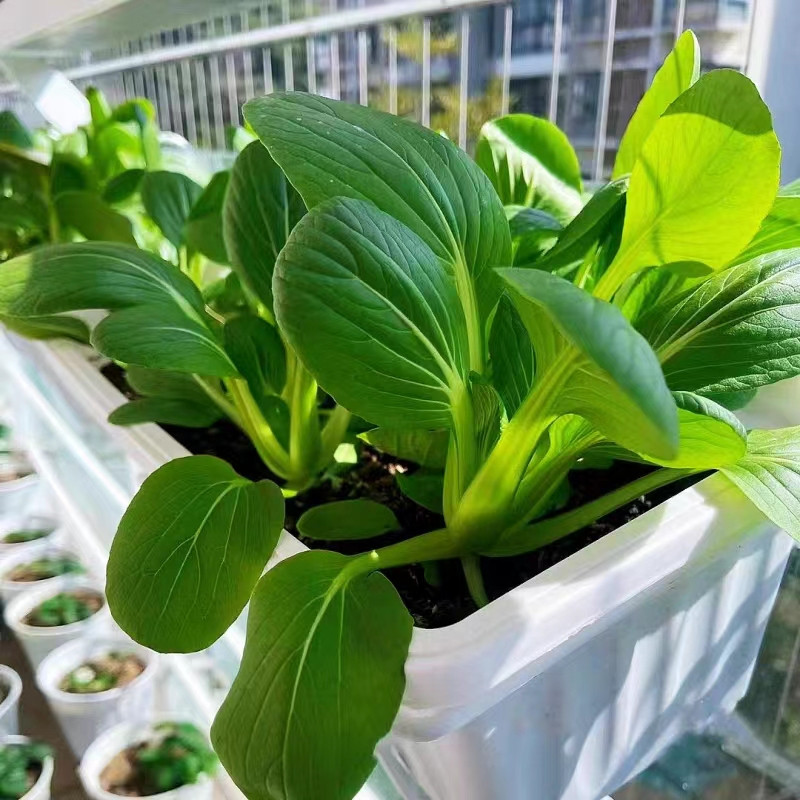 (500 SEEDS/PACK) CHINESE PECHAY/PAKCHOI SEEDS/CHOY F1/PAK-CHOY/FOR ...