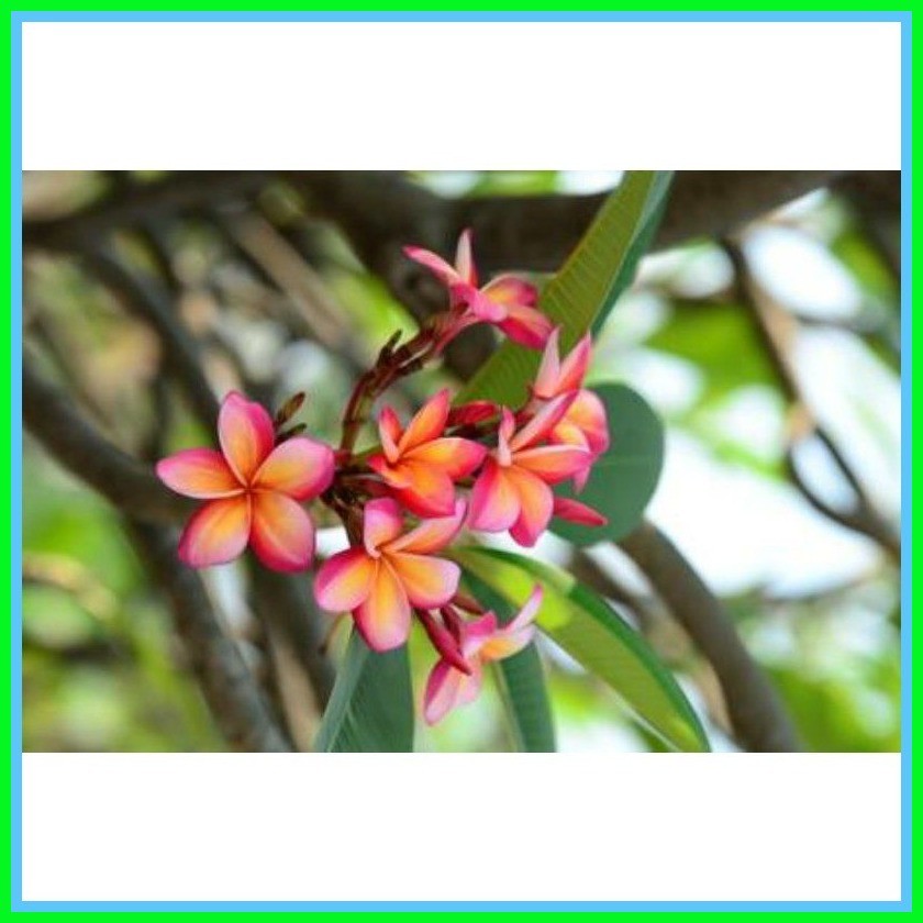 Hawaiian Calachuchi Tri-Color Pink Frangipani Kalachuchi For Sale ...