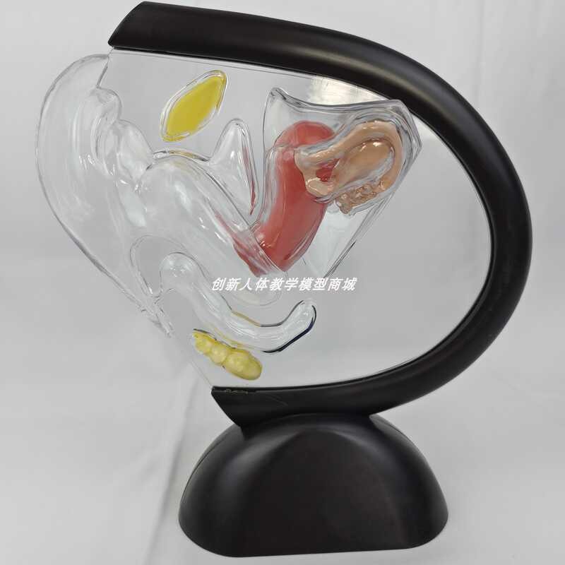 Tt Human Uterine Anmodel Detachable Transparent Reproductive Organs ...