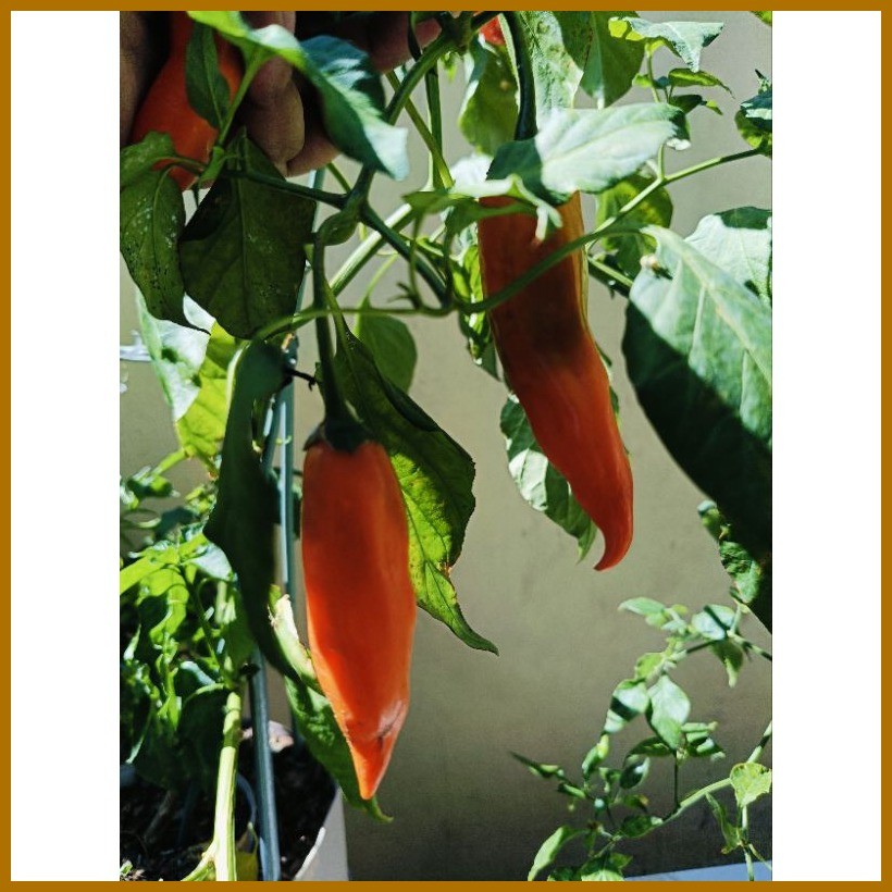 Peruvian Aji Amarillo Pepper Seeds (Capsicum Baccatum) | Shopee Philippines