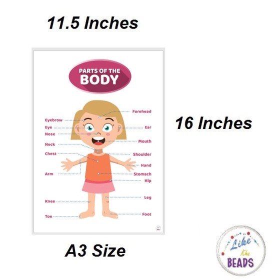 ♞Laminated Big chart Parts of the Body (Gir) Educational Chart for kids ...