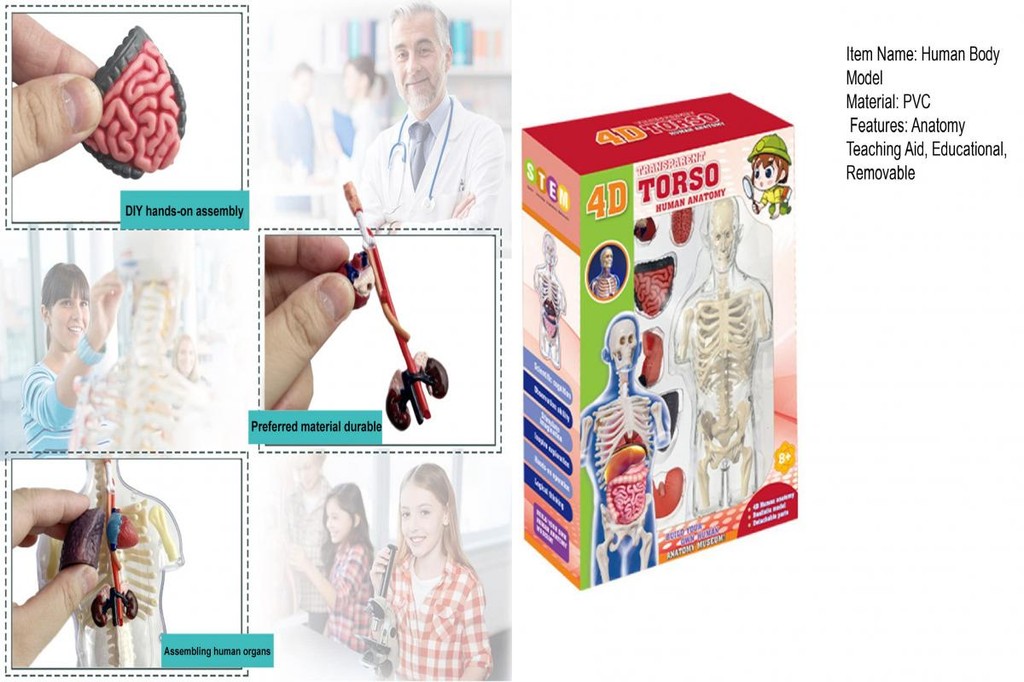 NTA Learning Anatomy Through Play Children Anatomy Toy Transparent Body ...