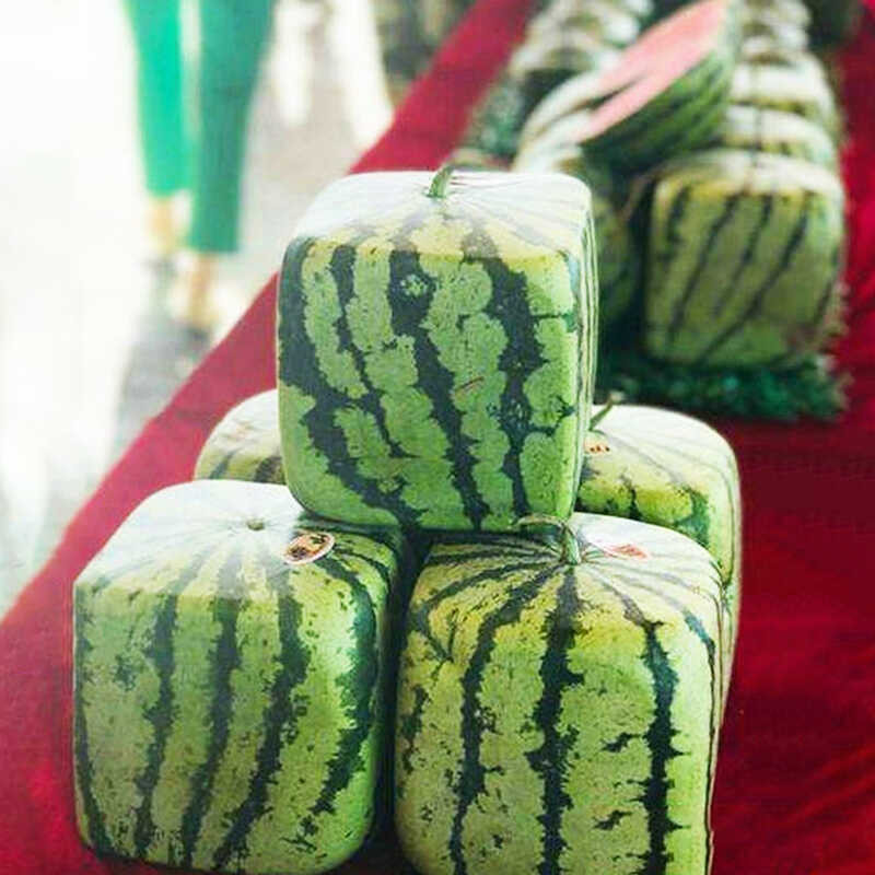 Watermelon Shape Calabash Forming Mould Tool Shaping Square Fruit ...