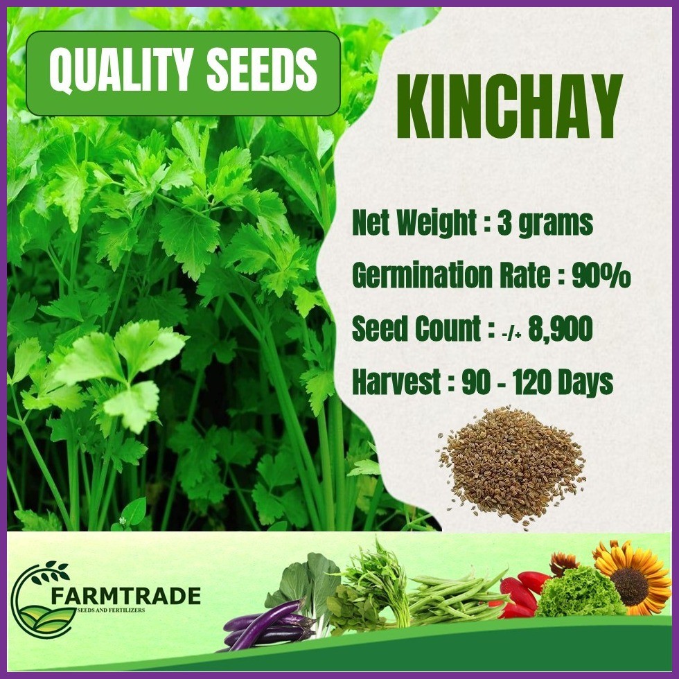 COD Kinchay / Kintsay Herbs (8,900 seeds) | Shopee Philippines
