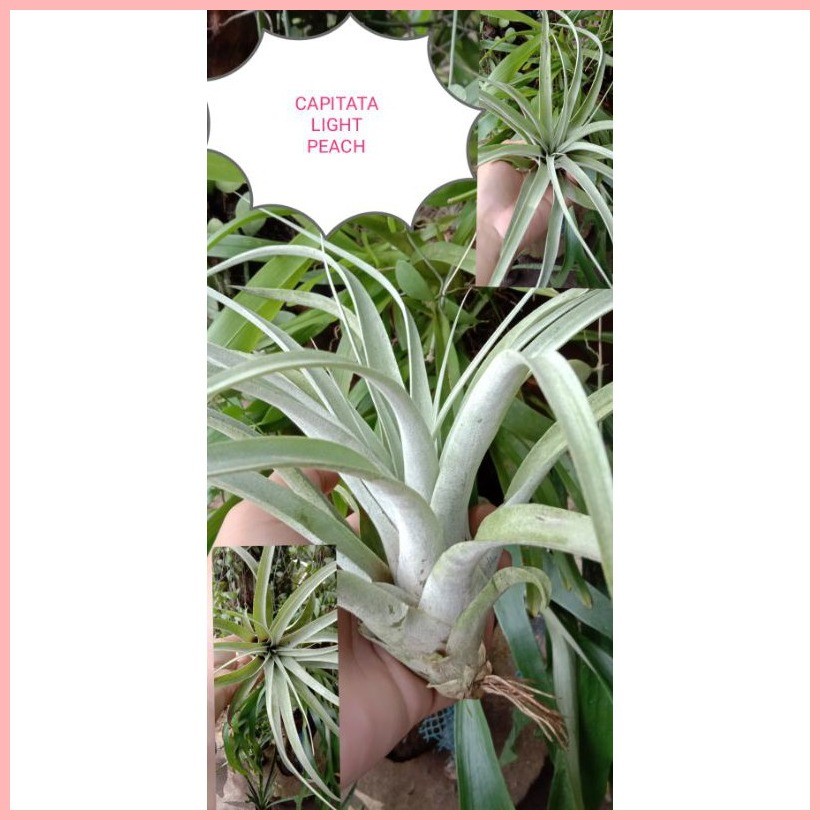 CAPITATA LIGHT PEACH BIG VARIETY OF AIRPLANT/TILLANDSIA/EPIPHYTES ...