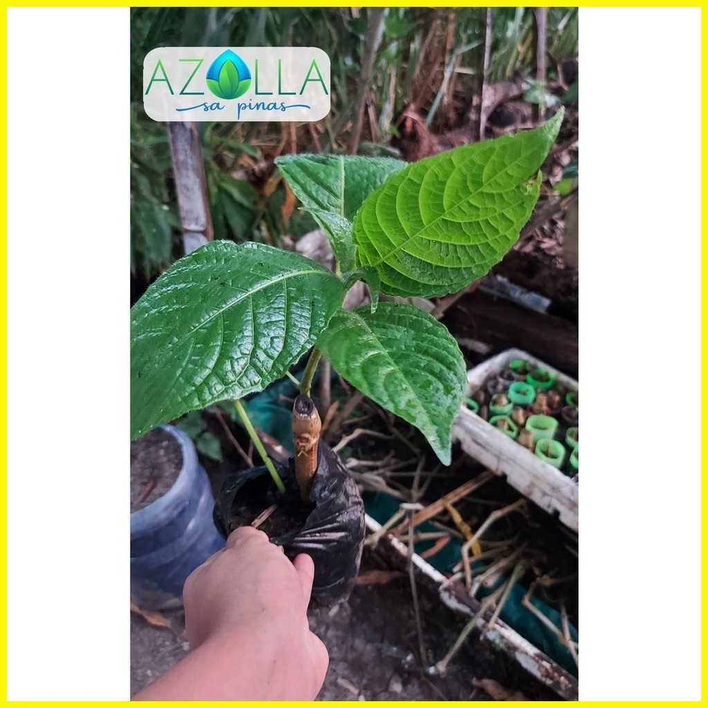 Madre de Agua Rooted (may Ugat at Dahon -Buhay na po ito) | Shopee ...