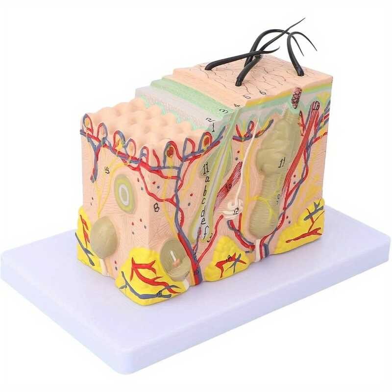 35X Times Human Big Anatomical Skin Magnified Tissue Structure Model ...