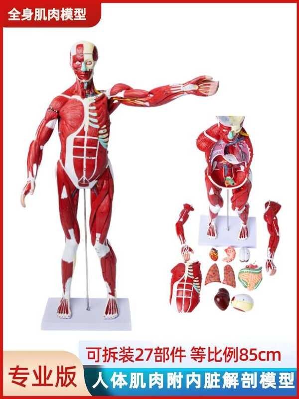 Tt Medical Full Body Muscle Model, Visceral Organ Anstructure, Tissue ...